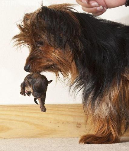 Cel mai MIC căţel din lume are doar 10 CM VEZI FOTO - Ştiri de Cluj