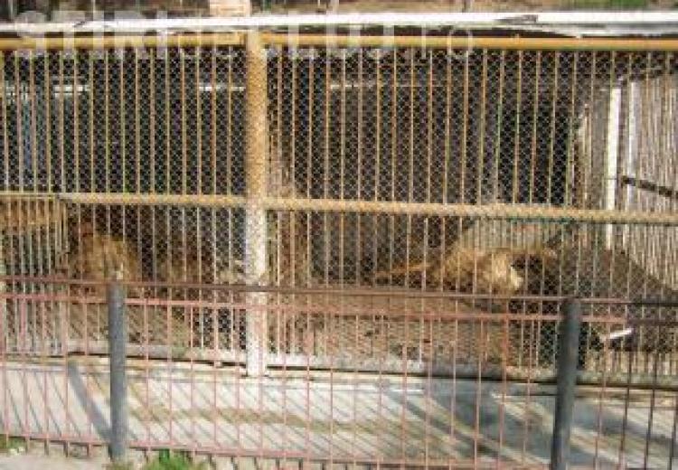 Gradina Zoologica din Turda s-a inchis! Accesul vizitatorilor este ...